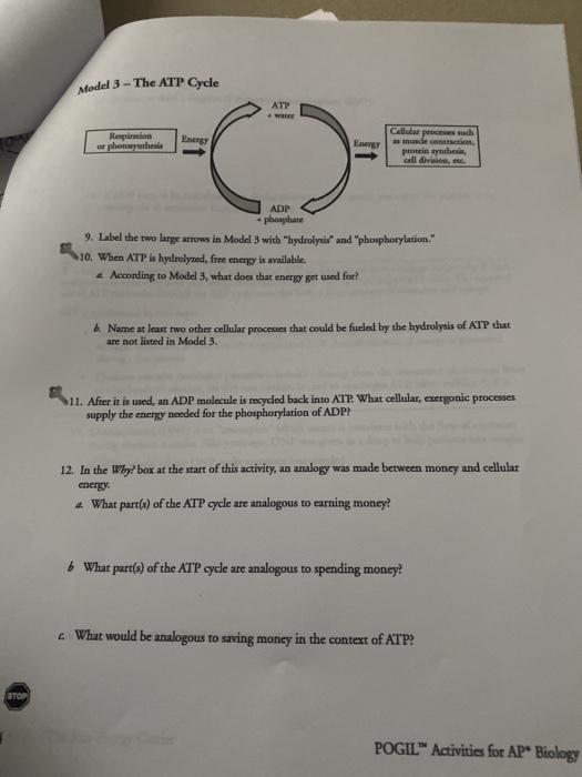 Solved Model 3 - The ATP Cycle ATP • Water Respiration or | Chegg.com