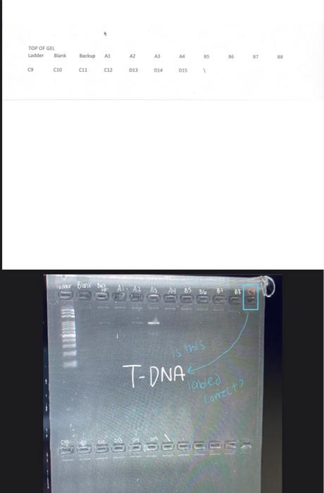 Did i label these correctly ? my lab ia provided the | Chegg.com