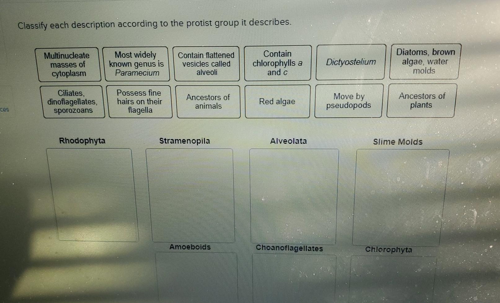 Solved Classify each description according to the protist | Chegg.com