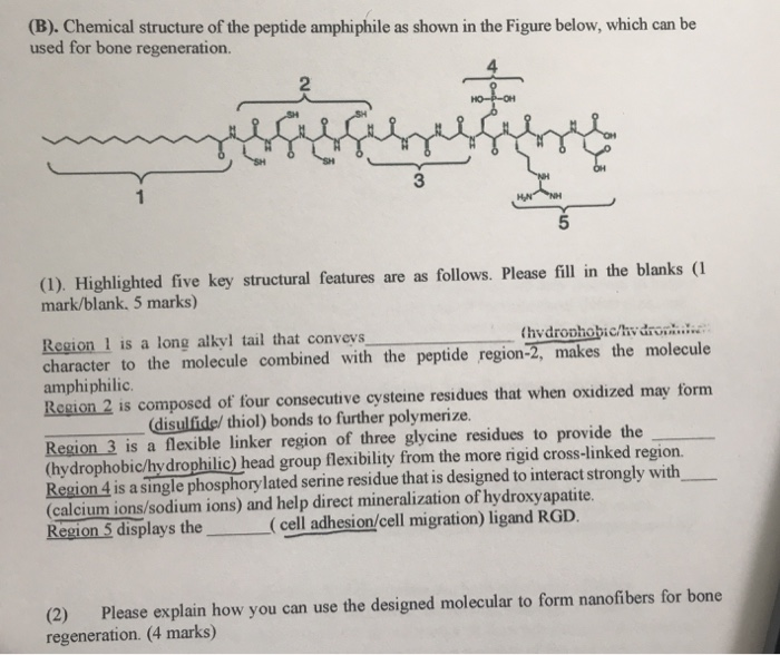 Solved (B). Chemical structure of the peptide amphiphile as | Chegg.com