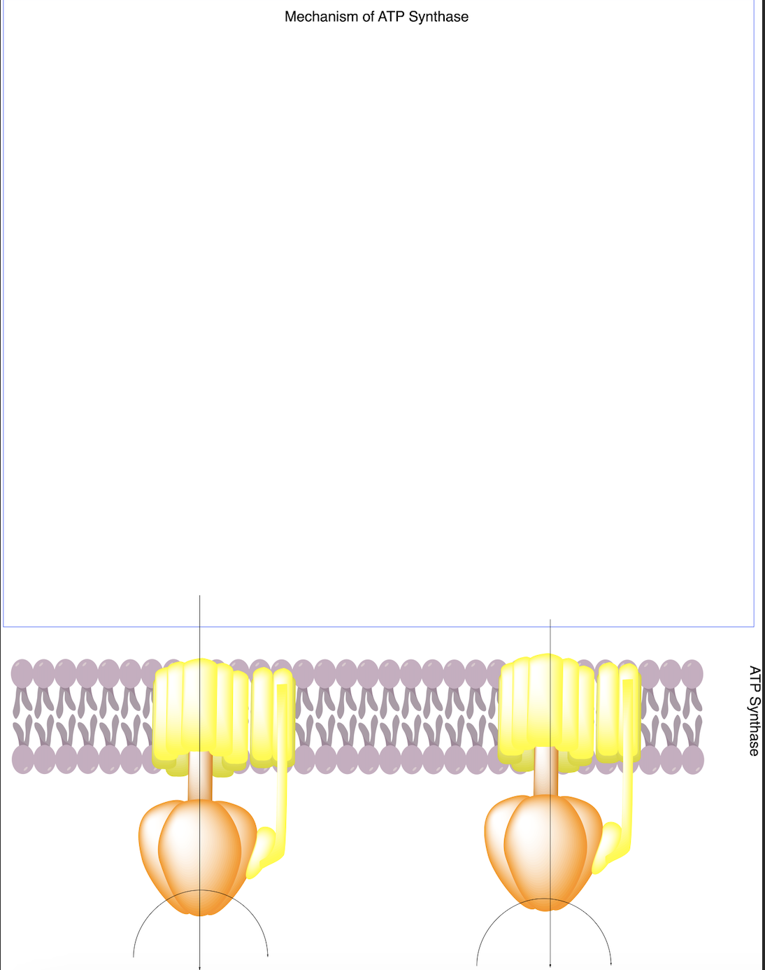 Solved Diagram the 4 ﻿step process of generating ATP from | Chegg.com