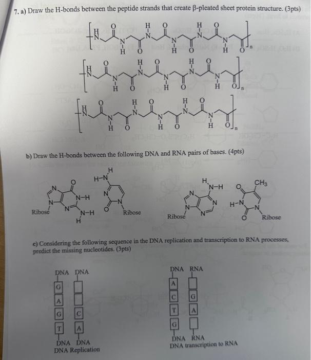 Solved a) Draw the H-bonds between the peptide strands that | Chegg.com