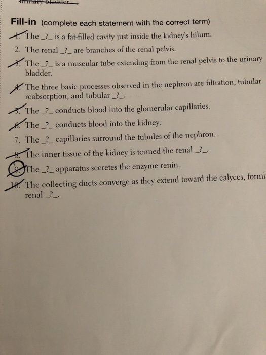 Solved EXERCISE 47 Urinary Structures a renal Artery a renal | Chegg.com