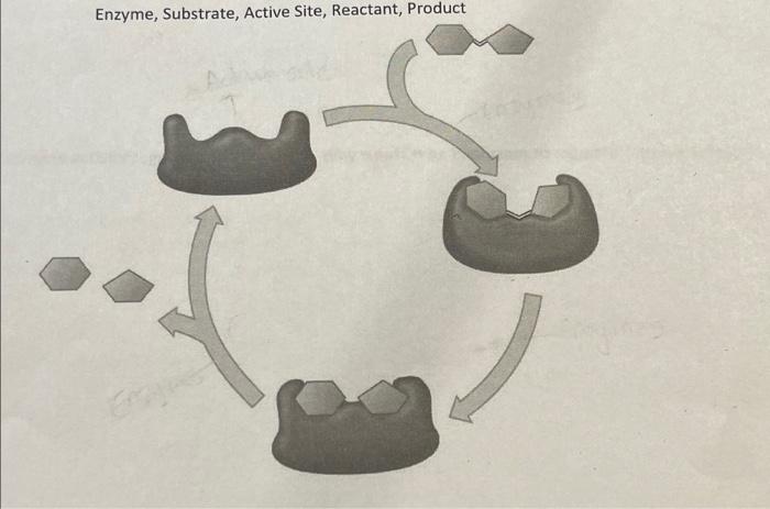 Solved Enzyme, Substrate, Active Site, Reactant, Product | Chegg.com