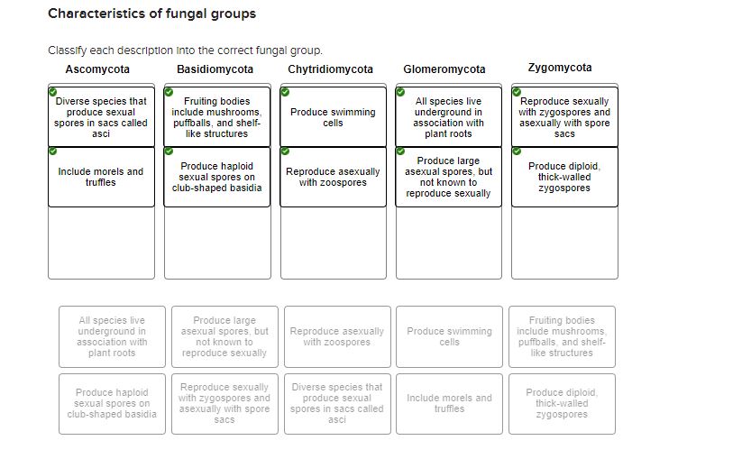 Solved Characteristics of fungal groupsClassify each | Chegg.com