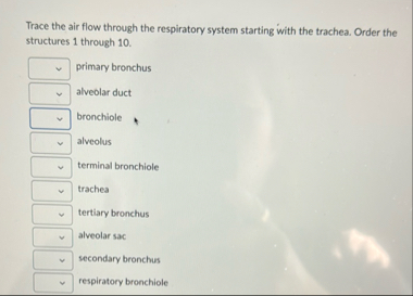Solved Trace the air flow through the respiratory system | Chegg.com