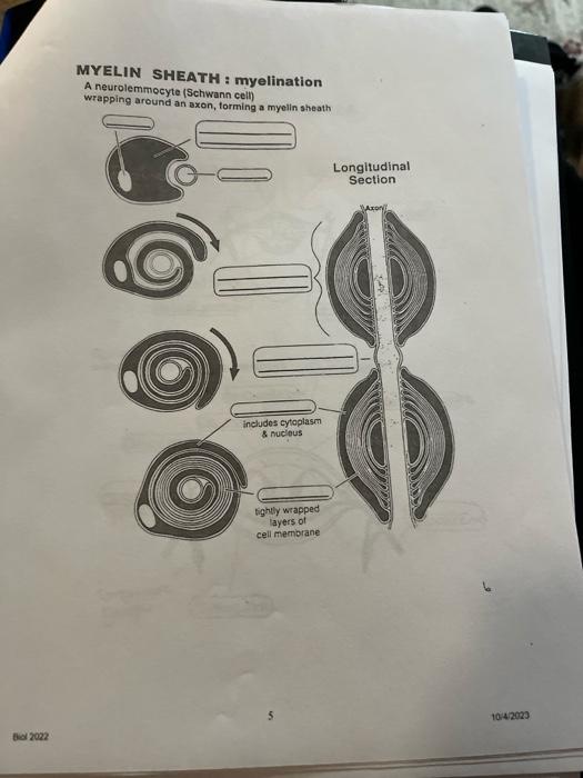 Solved MYELIN SHEATH : myelination A neurolemmocyte (Schwann | Chegg.com