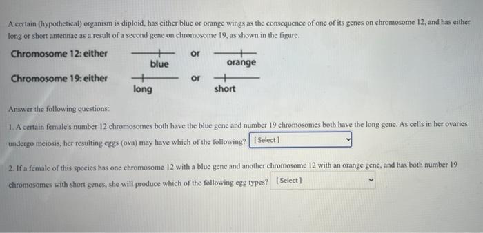 Solved A certain (hypothetical) organism is diploid, has | Chegg.com