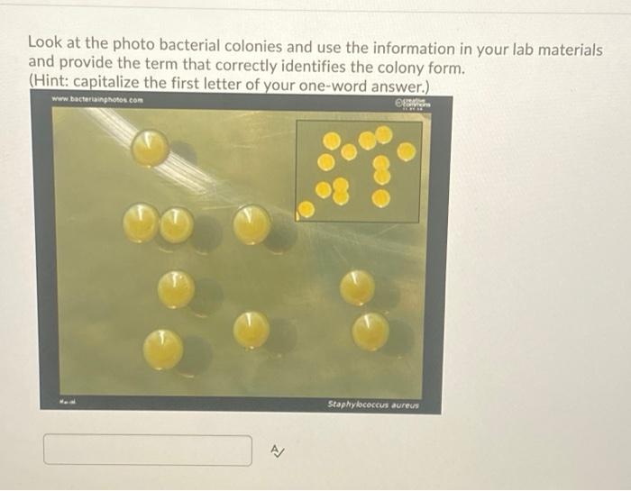 Solved Look at the photo bacterial colonies and use the | Chegg.com
