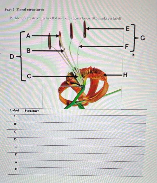 Solved 2. Identify the structures labelled on the lily | Chegg.com