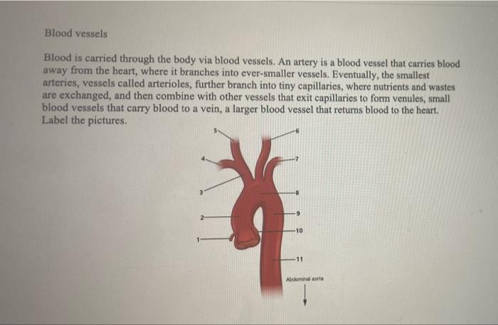 Solved Label the picture of heart layers. Blood vessels | Chegg.com