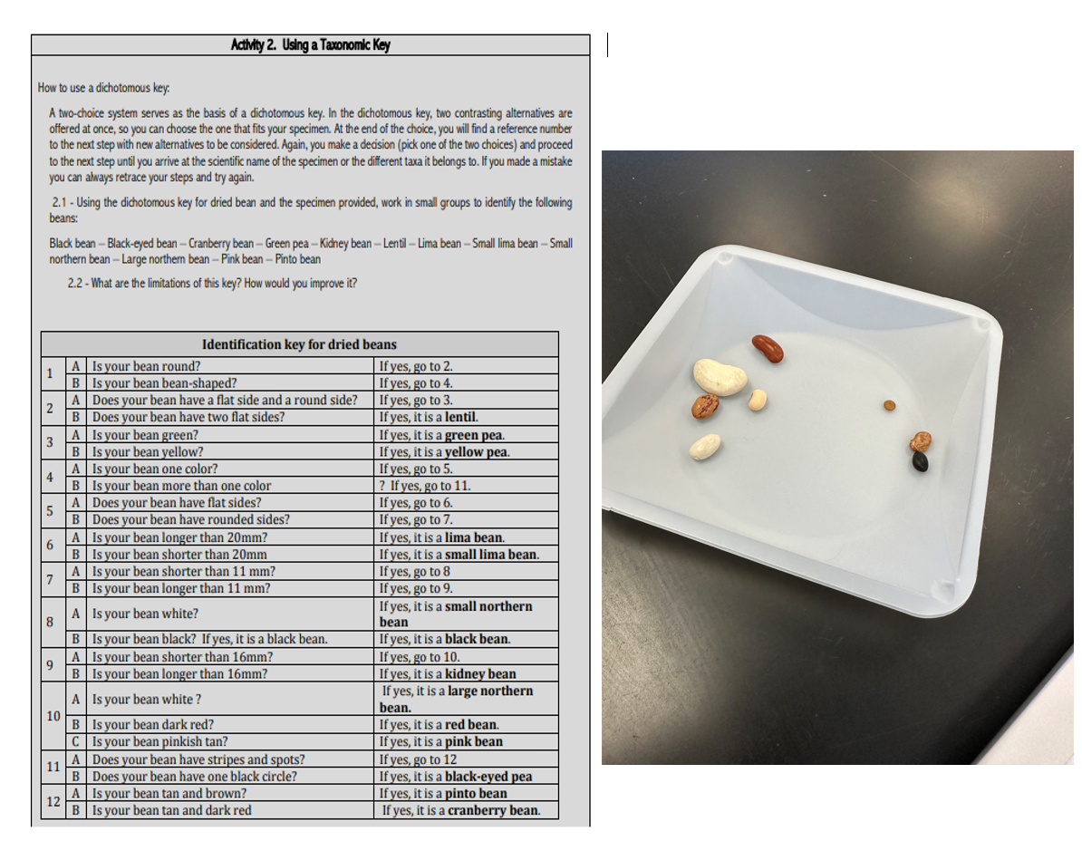 Solved Using the dichotomous key for dried bean and the | Chegg.com