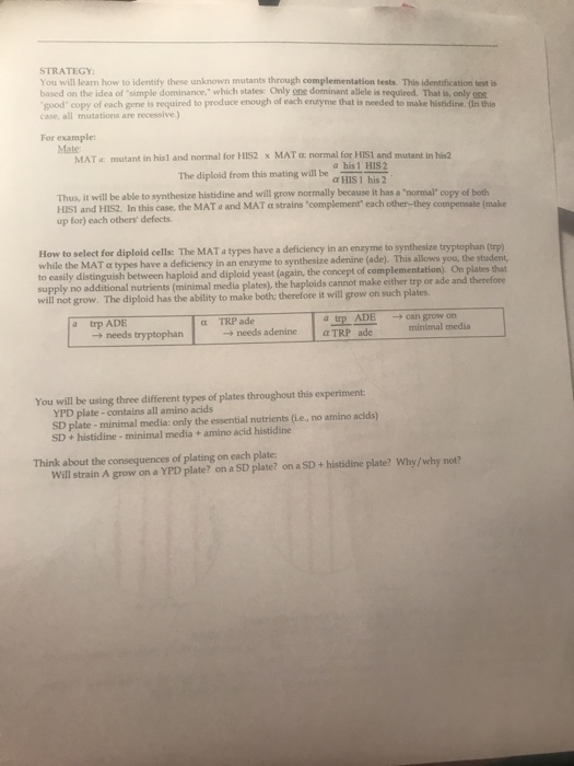 Week 7 Yeast Complementation Laboratory