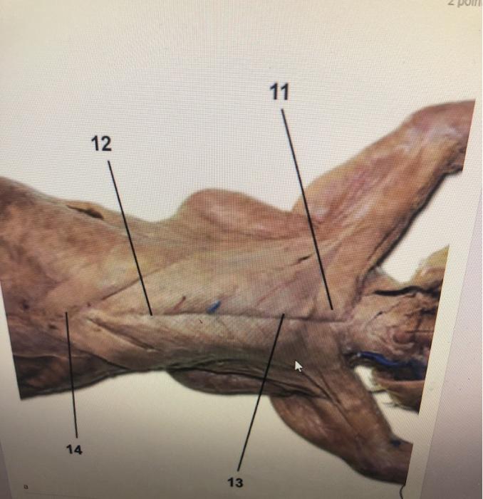 Solved Cat Muscle List Acromiotrapezius Acromiodeltoid | Chegg.com