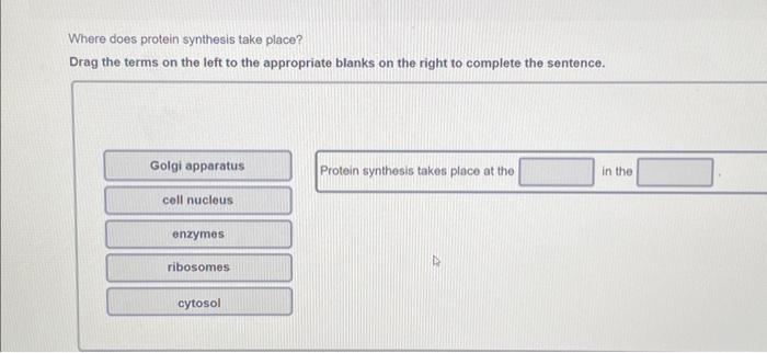 Solved Where does protein synthesis take place? Drag the | Chegg.com