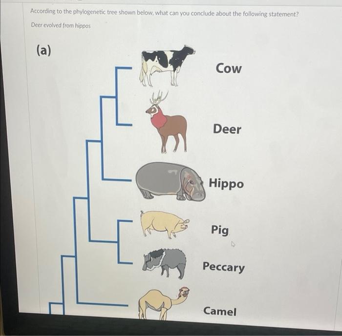 Solved According to the phylogenetic tree shown below, what | Chegg.com