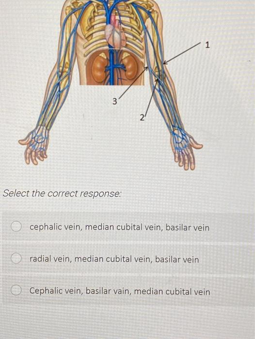 Solved 1 3 2 Select the correct response: cephalic vein, | Chegg.com