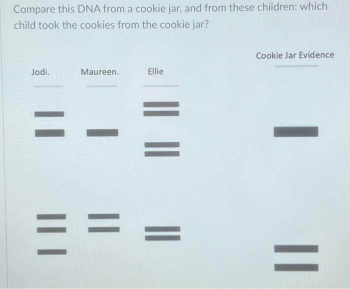 Compare this DNA from a cookie jar, and from these | Chegg.com