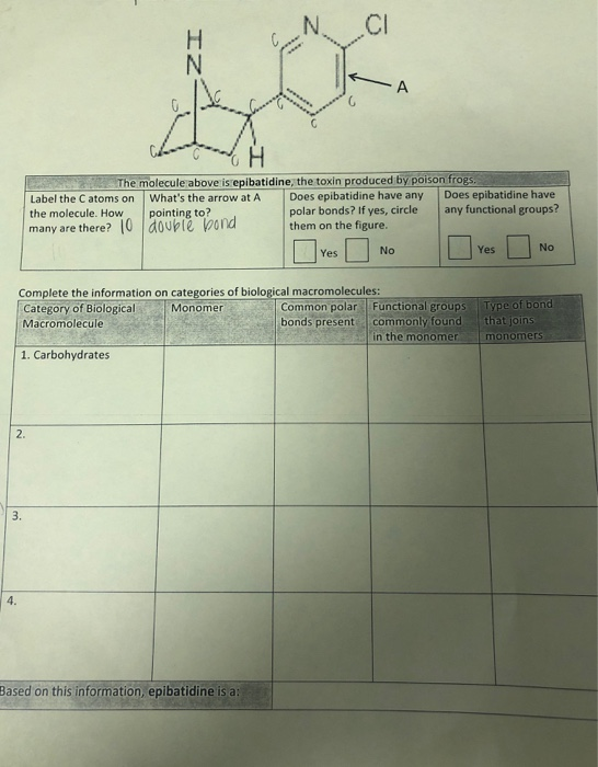Solved - H The molecule above is epibatidine, the toxin | Chegg.com