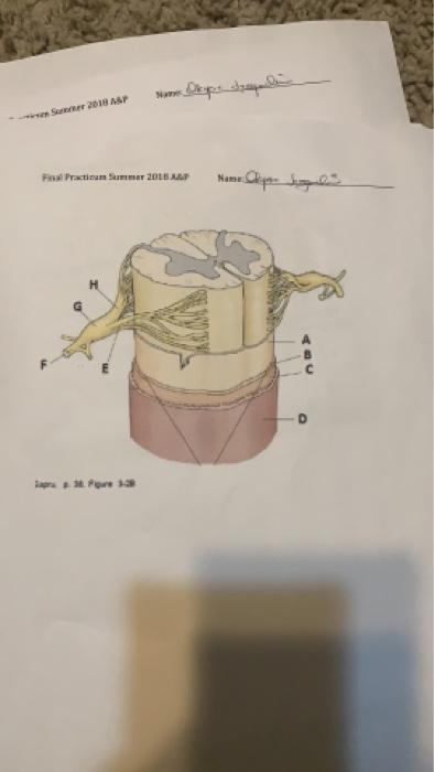 Solved 8 ན་མད། Smer 2018 ASP Fire Protinum Summer 2018 Nam | Chegg.com