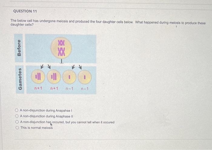 [Solved]: During which stage of the cell cycle are the repl