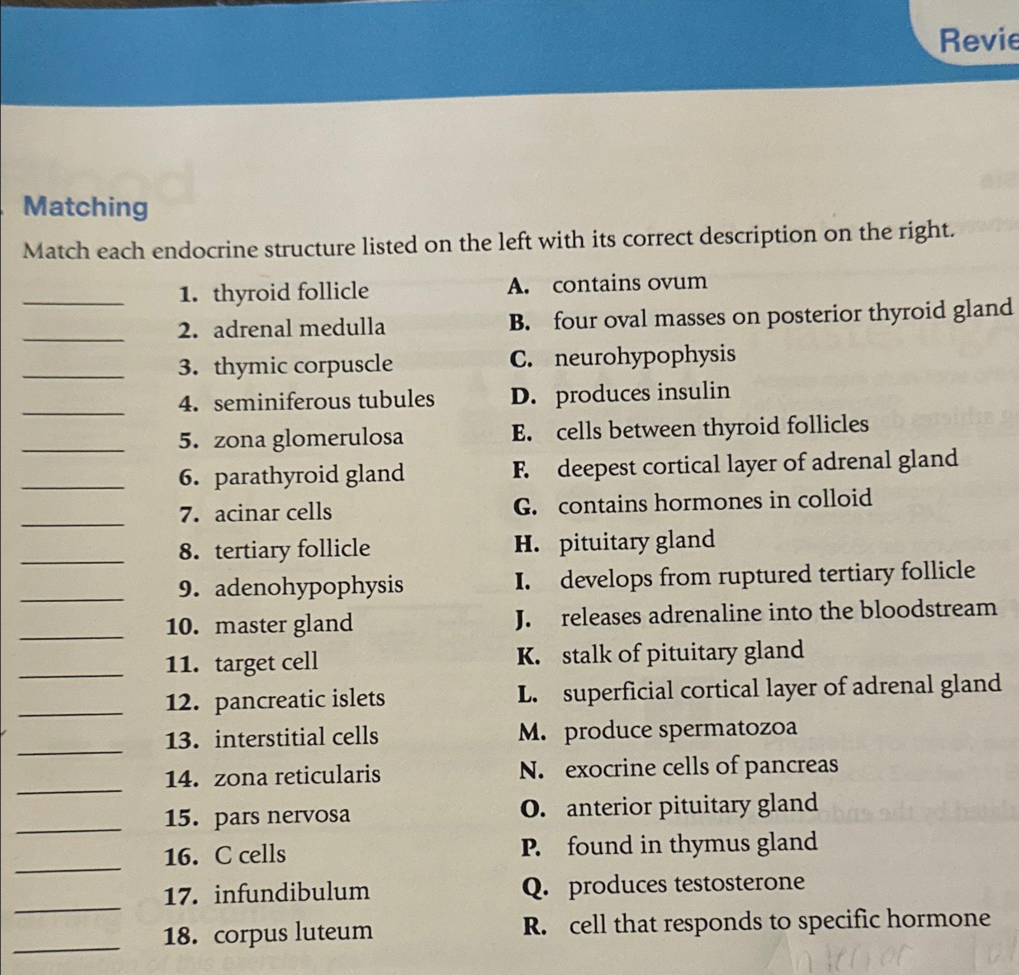 Solved RevieMatchingMatch each endocrine structure listed on | Chegg.com
