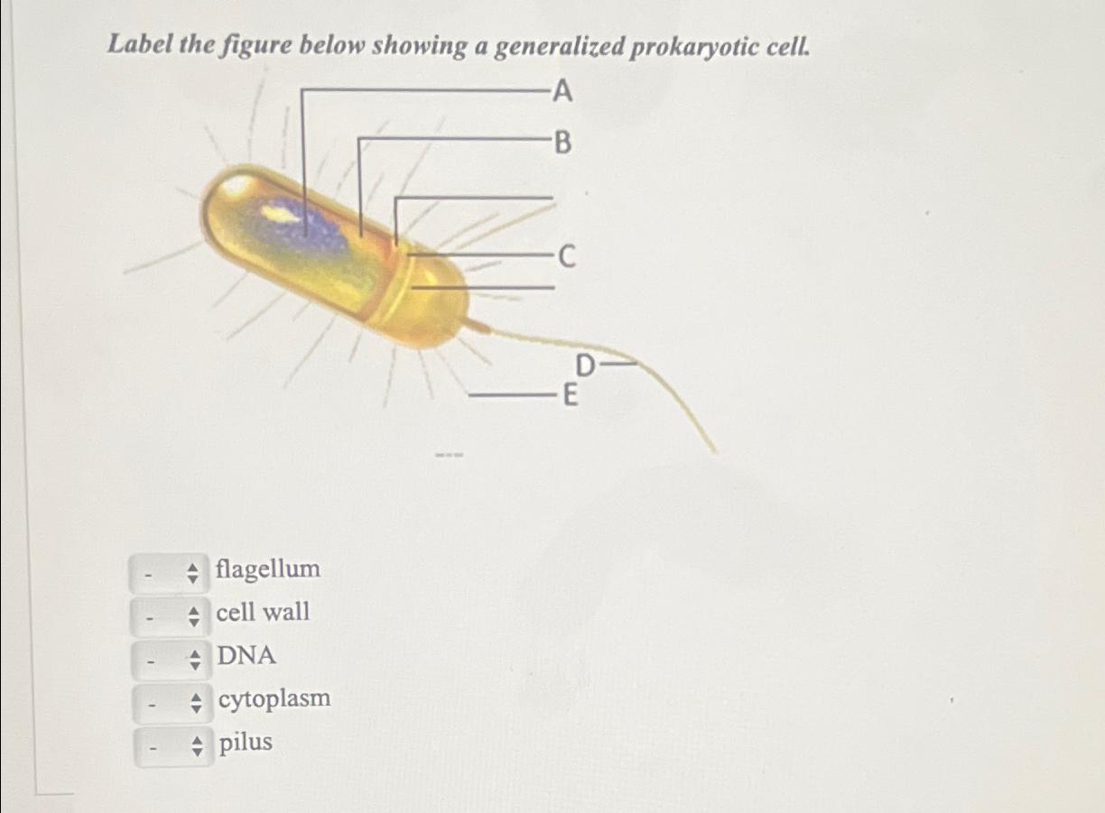 Solved Label the figure below showing a generalized | Chegg.com