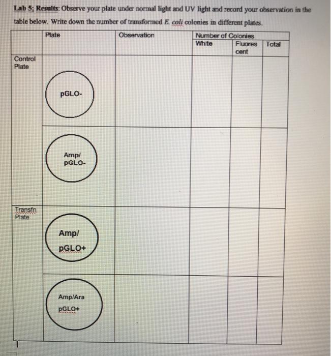 Solved Lab 5; Results: Observe your plate under normal light | Chegg.com