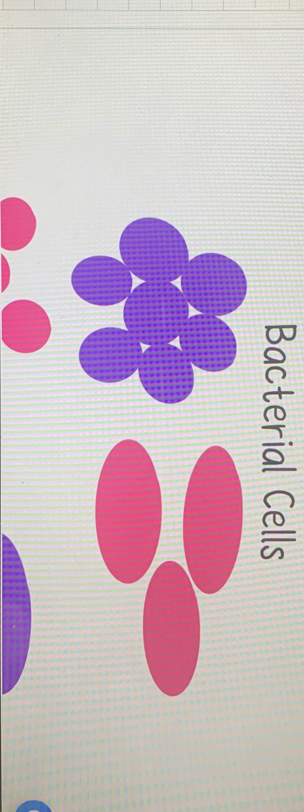 Solved Bacterial Cells | Chegg.com