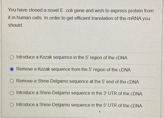 Solved You have cloned a novel E. coli gene and wish to | Chegg.com