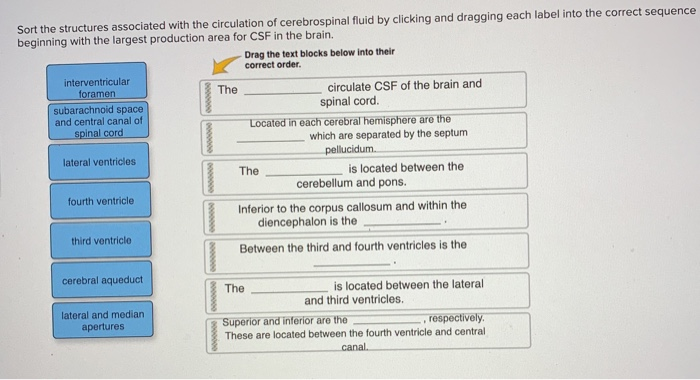 Solved Sort the structures associated with the circulation | Chegg.com