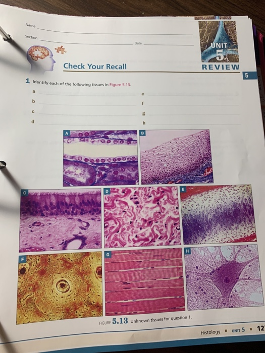 Solved Name Section UNIT 5% Date Check Your Recall REVIEW 1 | Chegg.com