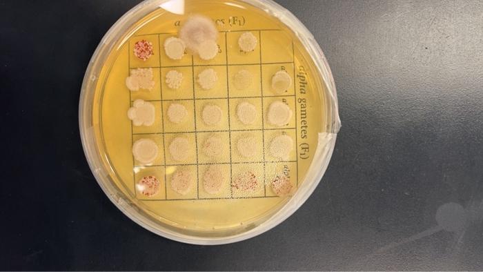 Solved Review your YED and MIN plates and record your | Chegg.com
