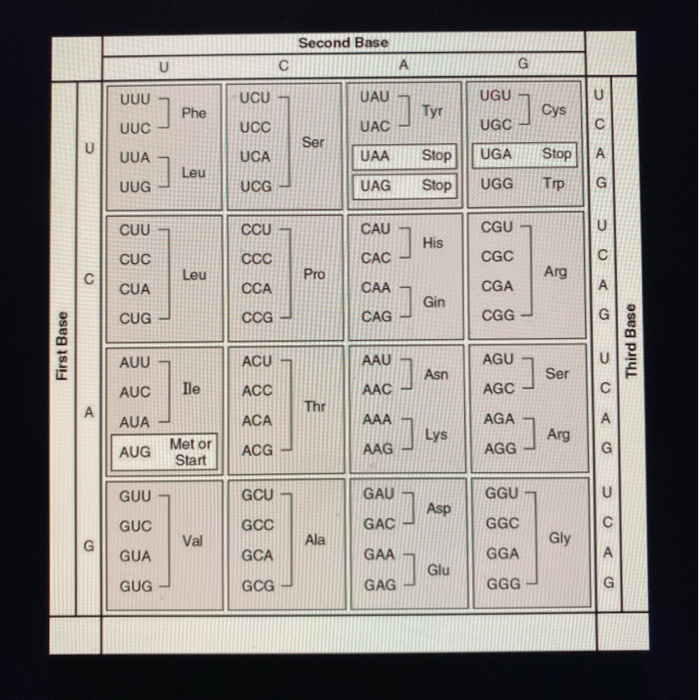 Solved A possible sequence of nucleotides in the template | Chegg.com