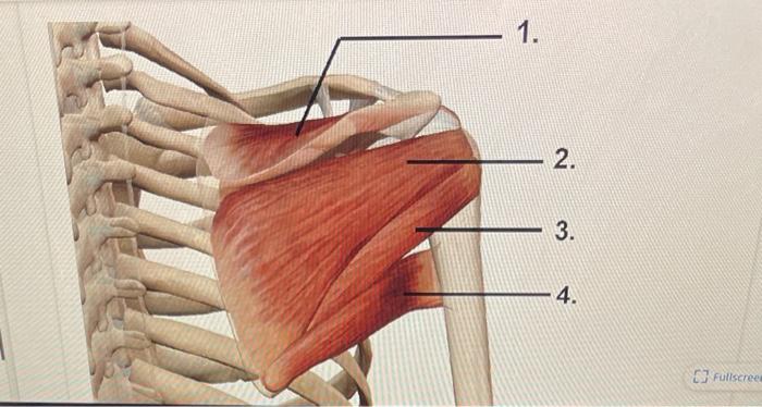 Solved o Rotator Cuff Homework Unanswered In the previous | Chegg.com