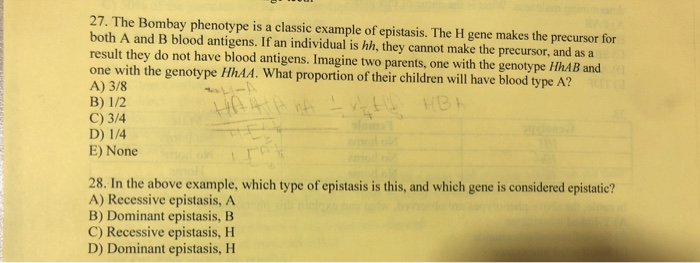 Solved 27. The Bombay phenotype is a classic example of | Chegg.com