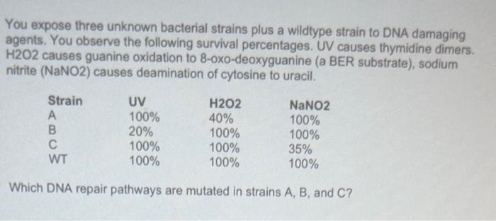 Solved You expose three unknown bacterial strains plus a | Chegg.com