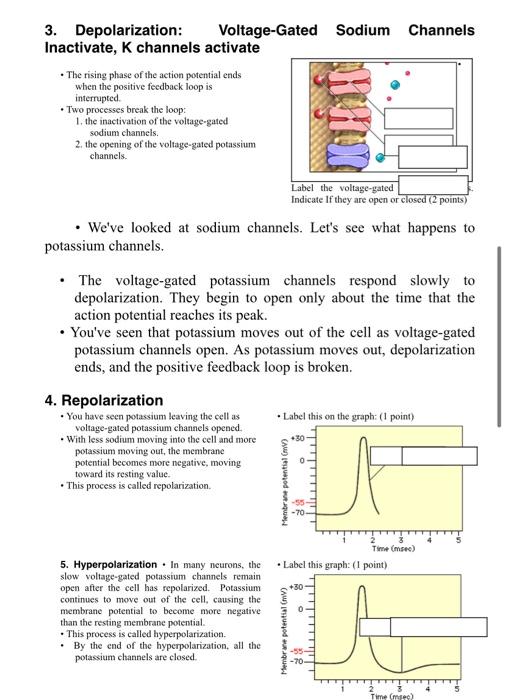 Solved Sodium Channels 3. Depolarization: Voltage-Gated | Chegg.com