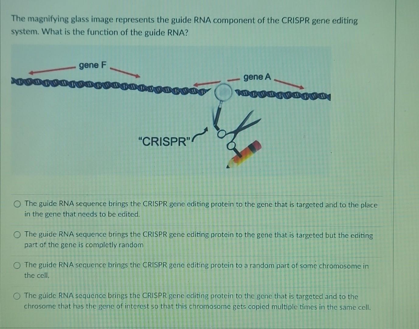 Solved The magnifying glass image represents the guide RNA | Chegg.com
