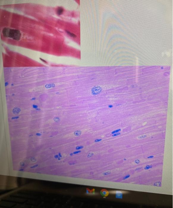 Name this tissue. Name this tissue. Name this | Chegg.com