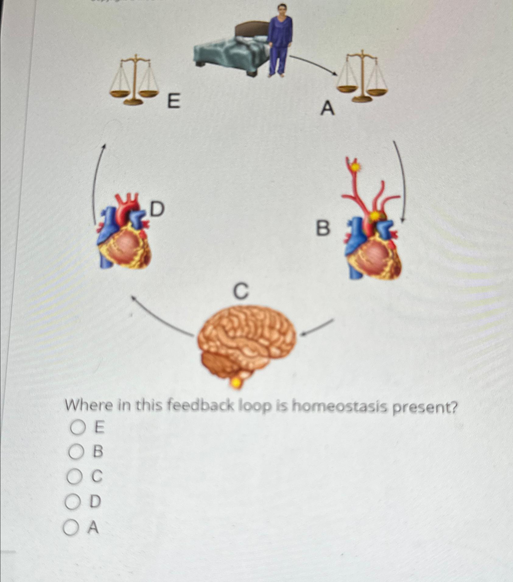 Solved Where in this feedback loop is homeostasis | Chegg.com
