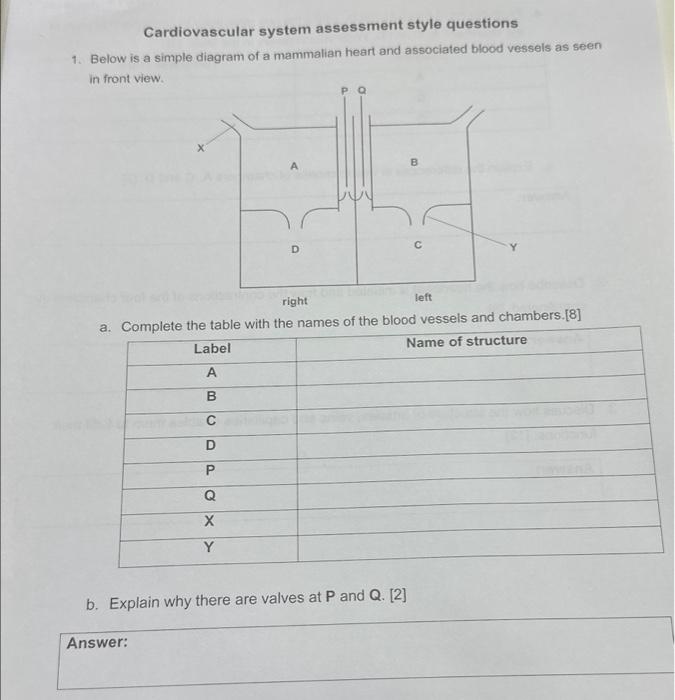 Solved Cardiovascular system assessment style questions 1. | Chegg.com