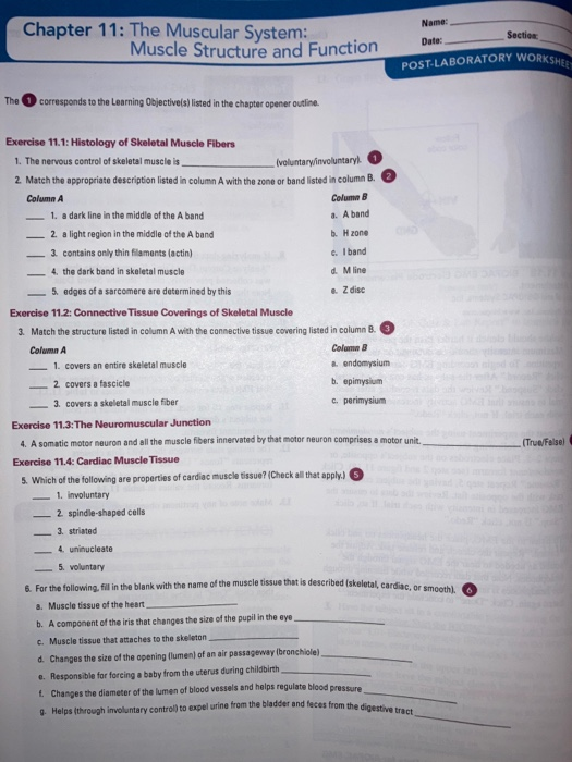 Solved POST LABORATORY WORKSHEE Chapter 11: The Muscular | Chegg.com