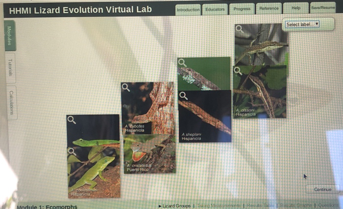 Introduction HHMI Lizard Evolution Virtual Lab | Chegg.com