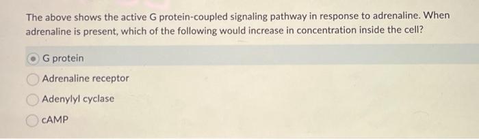 Solved Adrenaline The above shows the active G | Chegg.com