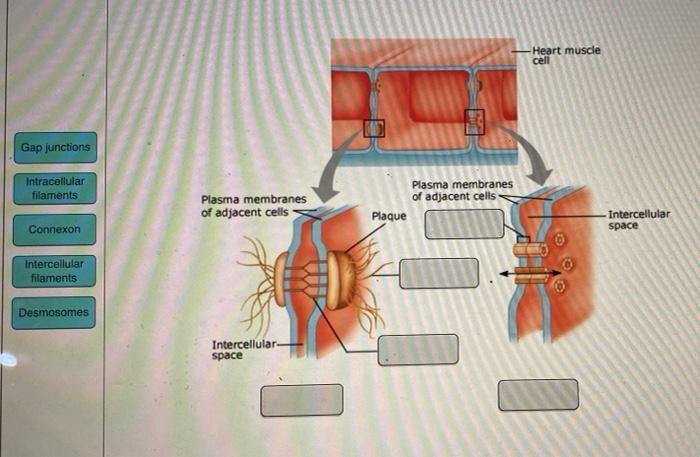 Solved -Heart muscle cell Gap junctions Intracellular | Chegg.com