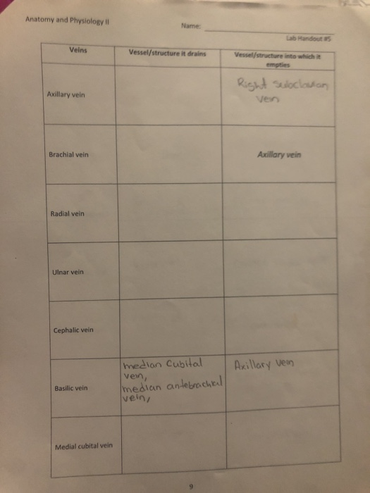 Solved Anatomy and Physiology l Name Lab Handout #5 Veins | Chegg.com