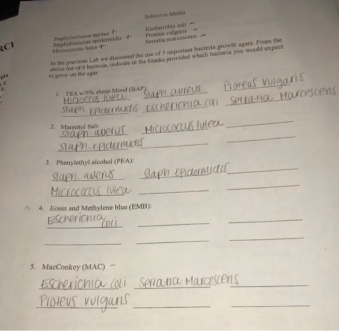 Solved RCI Selective Media Staphylococcus aureus Escherichia | Chegg.com