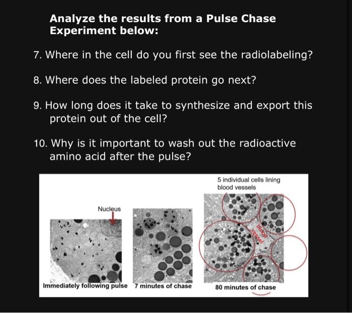 Analyze the results from a Pulse Chase Experiment | Chegg.com