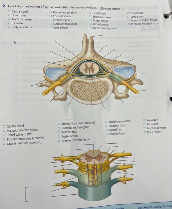Solved 2 Label the cross section of spinal cord within the | Chegg.com